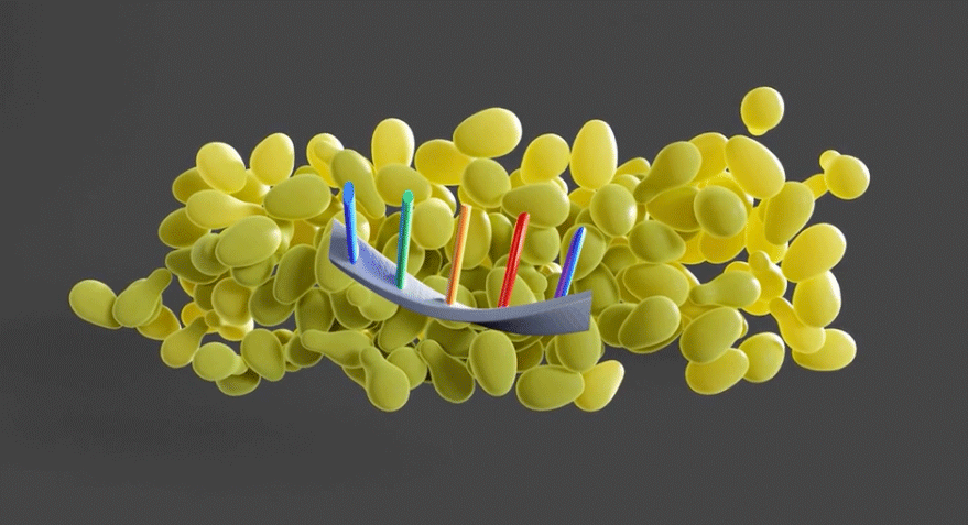 Can you imagine what relationship there may be between yeast and the ...