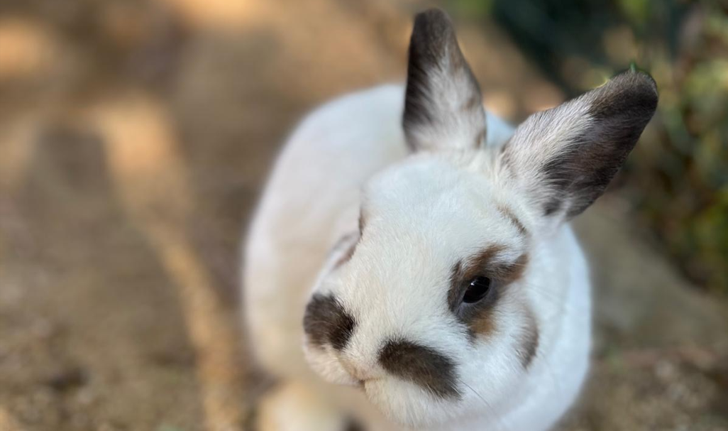 Main Challenges in Protecting Rabbits Against Highly Virulent Strains ...